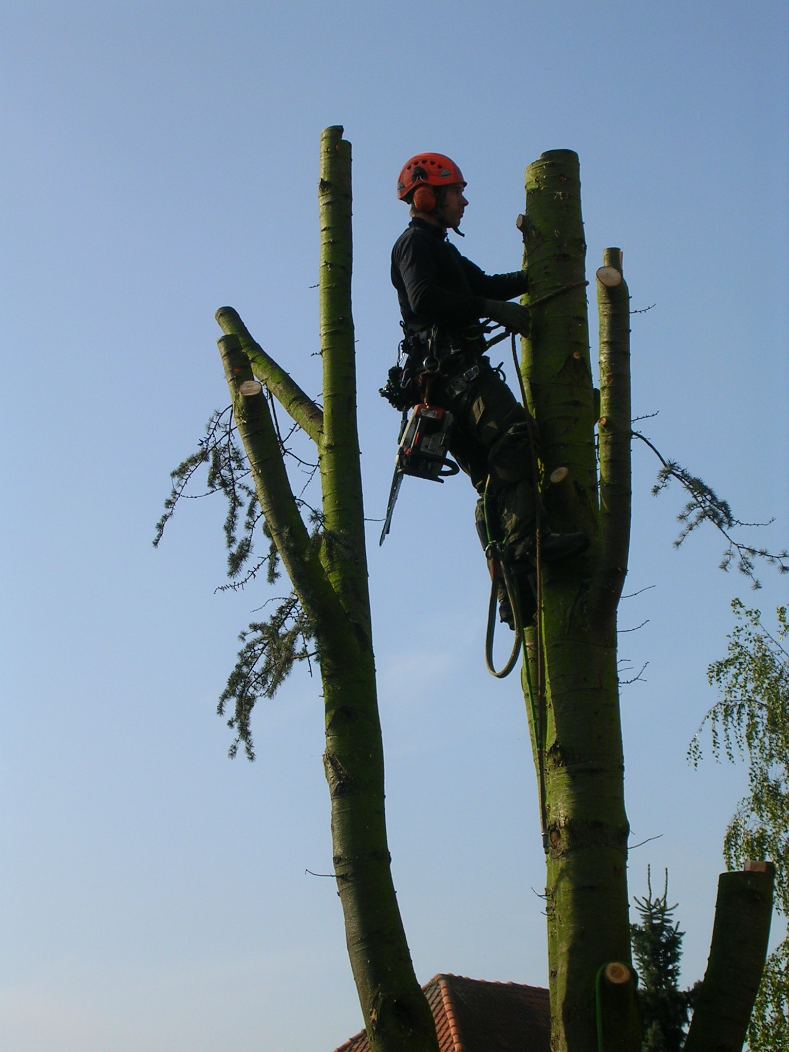 Boomsnoeien en rooien - Tuinen Vandenheede Stijn